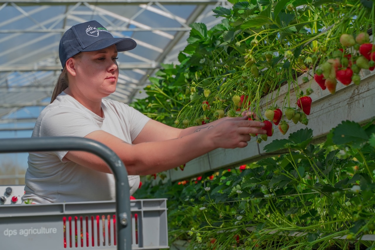 Wholesale Berries & Supply Partnerships | Extraordinary Berry